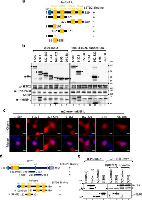 The Methyltransferase Setd2 Couples Transcription And Splicing By