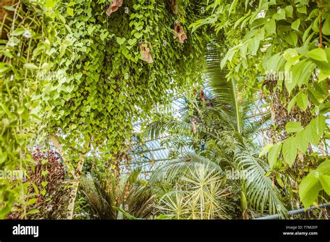 Tropical Greenhouse Glasshouse Sunny Interior Full Of Lush Green Plants