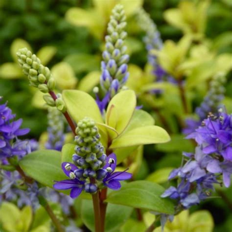 Hebe Plants For Sale Buy Hebe Shrubs Uk Delivery