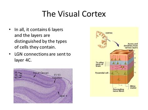 Visual Cortex Layers