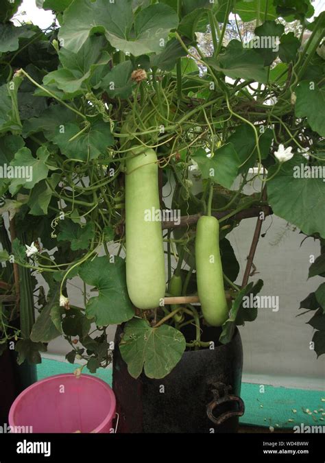 Bottle Gourd Climber Or Creeper At Dorla Walker Blog