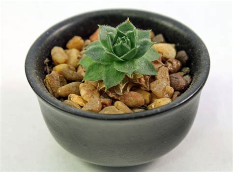 Can I Keep A Succulent In My Car The Correct Method Succulent Thrive