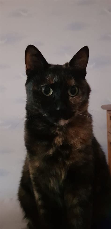 Dd12 Free Image Hosting Service