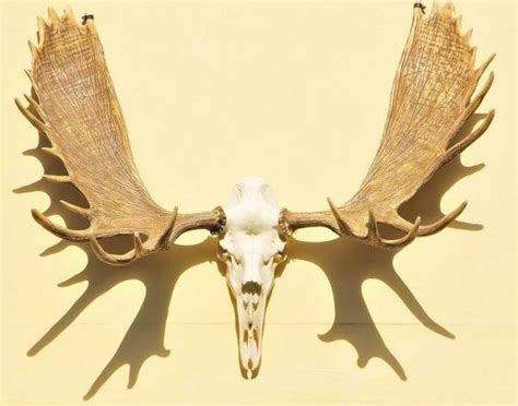 49 Moose Skull Tattoo Ideas Best Designs • Canadian Tattoos