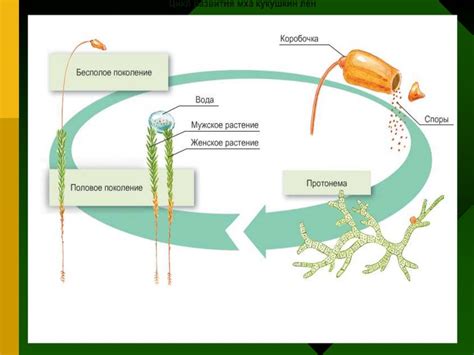 Жизненный цикл мхов на примере кукушкина льна и сфагнума презентация онлайн