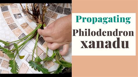 Propagating Philodendron Xanadu Offshot And Plant Division Youtube