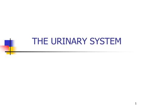 Urinary Systemppt