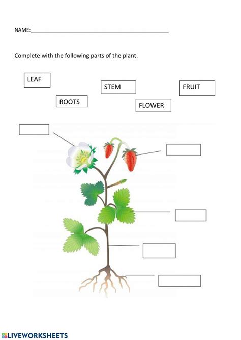 Free 1st Grade Science Worksheets On Plants
