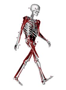Simtk Full Body Model For Use In Dynamic Simulations Of Human Gait Project Home