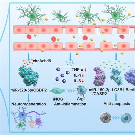 Preparation Strategies For Engineered Exosomes Cell Engineering And Download Scientific