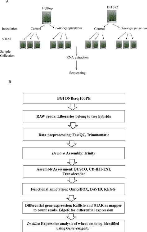 Graphical Representation Of Experimental Set Up And Bioinformatics