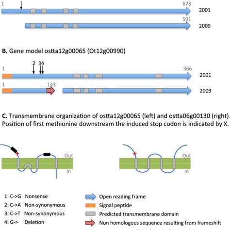 Illumina Dnaseq And Rnaseq Aligned Against Ostreococcus Tauri Reference Download Scientific