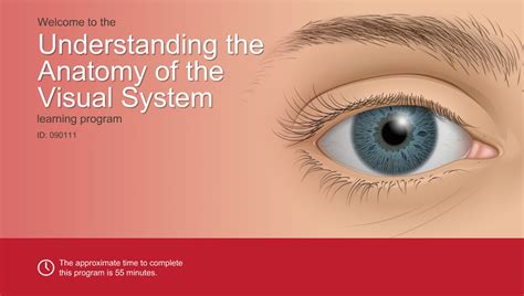 Understanding The Anatomy Of The Visual System A D A M OnDemand