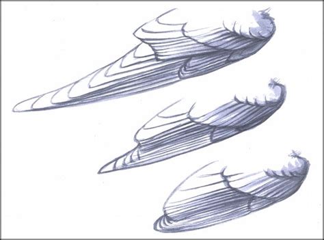 Bird Wing Folding System Wing Basics By David Sibley