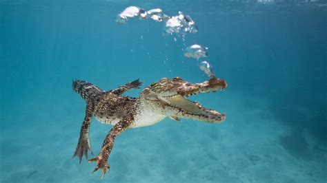 Download Underwater Alligator Wallpaper