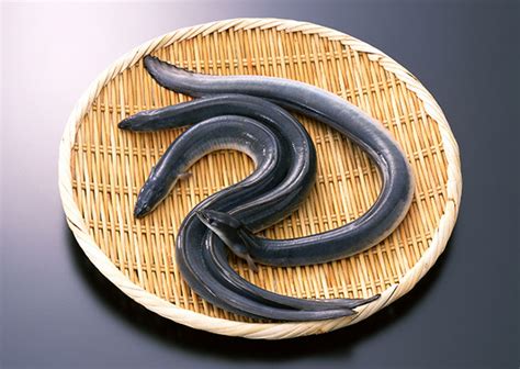 อุนางิ ฮิเมะ Unagi Hime เจ้าหญิงปลาไหลยักษ์ผู้น่าเวทนา แห่งประเทศญี่ปุ่น อมรณา สารานุกรมแห่ง