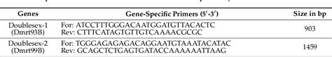 Table 1 From The Sex Specific Splicing Of Doublesex In Brine Shrimp