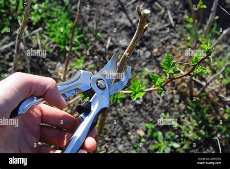 Pruning Raspberries In Spring Male Hand Holding Secateurs In Metallic
