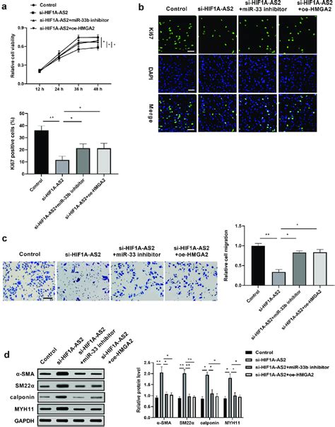 Hif1a As2 Modulated Smcs Proliferation Migration And Phenotypic