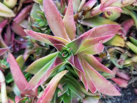 Crassula Succulent Care Guide The Green Experiment Company