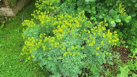 Herb Of Grace Plant Unveiling Ancient Uses And Modern Cautions