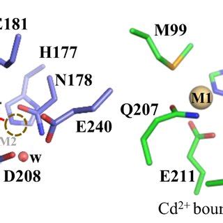 Structure Of The Bmc Of Bbzip In The Apo State A Electron Density Map