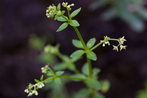 Galium Elegans Eflora Of India