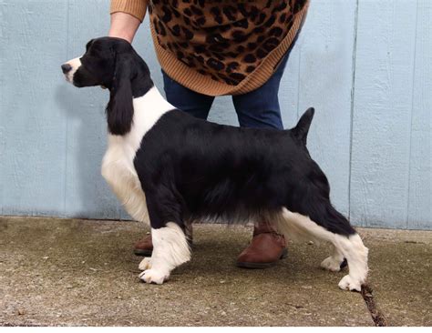 English Springer Spaniel Puppies For Sale