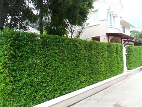 ติดต่อ 044 คุณกานต์ โทรสอบถามได้ตลอดเวลา Email Su 199 หมู่ 1บึงยี่โถ ธัญบุรี