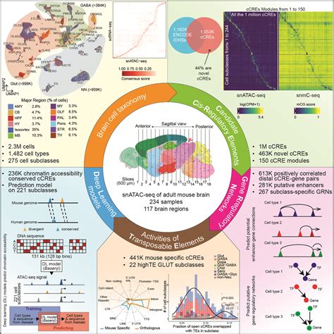 Whole Mouse Brain Atlas Brain Cell Data Center Bcdc