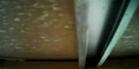 La Concha De La Tia 1 Latia Lopez