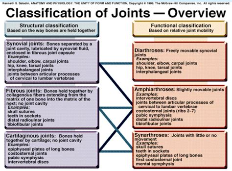 Intervertebral Joint Structural Classification