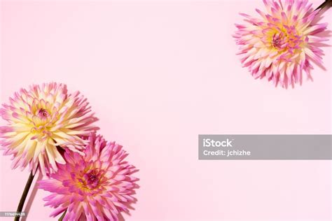 파스텔 핑크 배경 복사 공간을 통해 축제 꽃다발 맨 위 보기 노란색과 분홍색 달리아 꽃 창조적 인 인사말 카드 개념에 대한 스톡 사진 및 기타 이미지 Istock