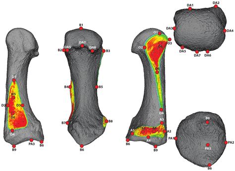 Location Of The Fixed Landmarks Depicted On The First Metacarpal Of A