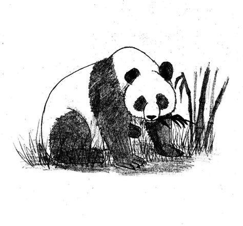 Панда рисунок карандашом 46 фото