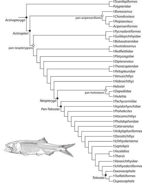Phylogenetic Classification Of Living And Fossil Ray Finned Fishes