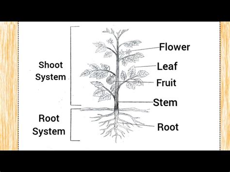 Plant Diagram Labeled Biology