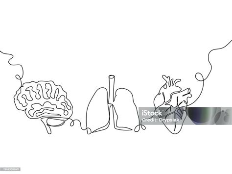 인간의 내부 장기 한 줄 세트 아트 폐 폐 정맥 심장 대동맥 심실 뇌 소뇌의 연속 라인 드로잉 하트 모양에 대한 스톡 벡터 아트 및 기타 이미지 Istock