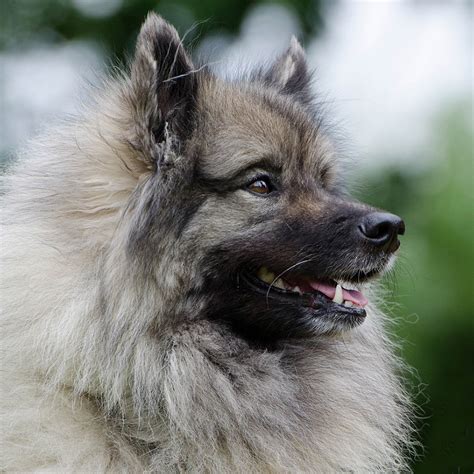 Keeshond Pedigree Database