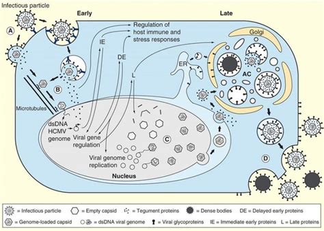 Cytomegalovirus Cmv Replication Transmission Pathogenesis Diseases