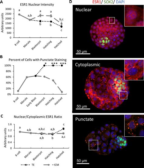 A Fluorescence Intensity Of Estrogen Receptor Alpha Esr1 In The Download Scientific Diagram