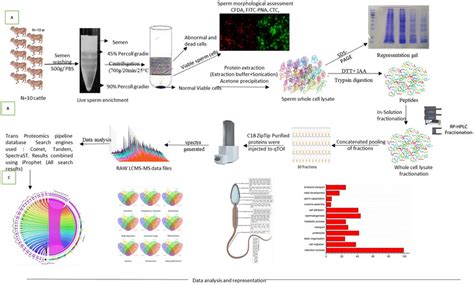 Experimental Design And Systematic Proteomics Methodology For The