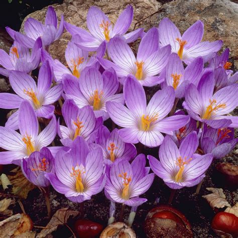 Crocus Bulbs Buy Online At Wholesale Prices Boston Bulbs