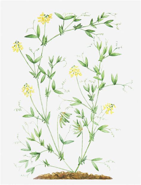 Illustration Of Lathyrus Pratensis Meadow Vetchling Leaves And