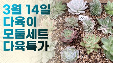 판매완료 3월 14일 다육이 세일 L 모둠세트 특가 다육이 금다육 다육 다육이창 다육이키우기 Youtube