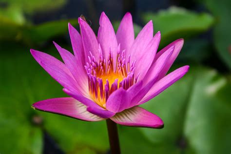 Nymphaea Ruby Day Blooming Water Lily
