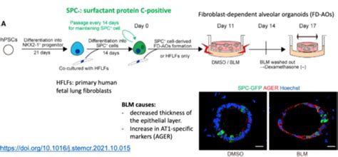 Tutorial 7 Human Pluripotent Stem Cell Derived Organoids An Example