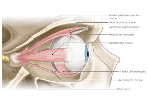 Anatomy And Physiology Of The Eye Socket Images