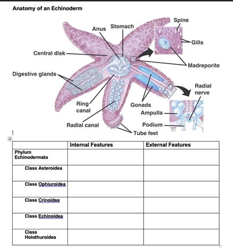 Solved Anatomy Of An Echinoderm Spine Stomach Anus Gills Central Disk Madreporite Digestive Solved Anatomy Of An Echinoderm Spine Stomach Anus Gills Central Disk Madreporite Digestive