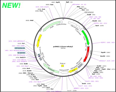 Improved Plasmid Maps Powered By Snapgene
